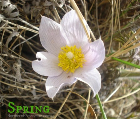 Northern Spring - Northern Homestead