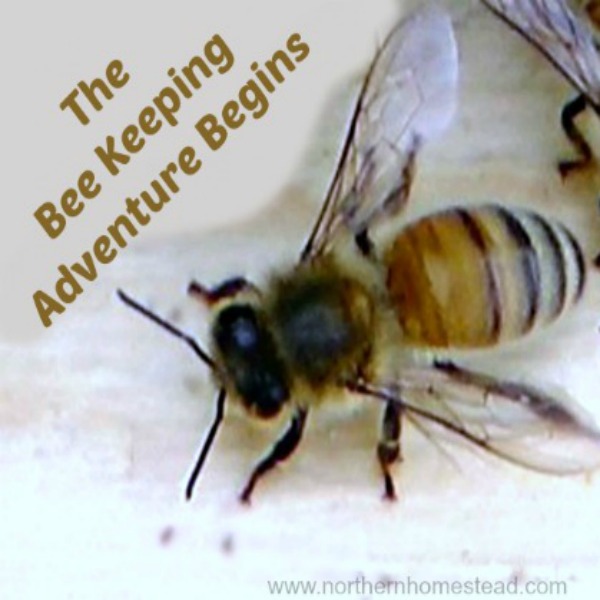 The Bee Keeping Adventure Begins - Northern Homestead