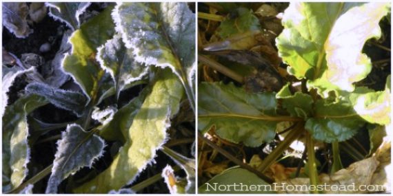 How Different Plants Survive Frost - Northern Homestead