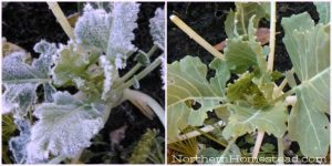 How Different Plants Survive Frost - Northern Homestead