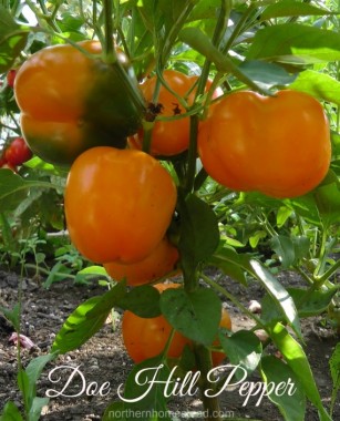 Growing Peppers in a Cold Climate - Northern Homestead