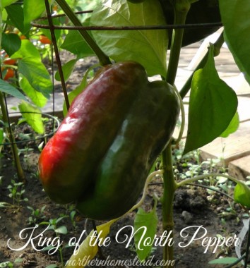 Growing Peppers in a Cold Climate - Northern Homestead