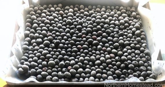 How to Freeze Berries - Northern Homestead