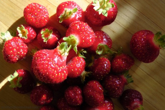 Garden update – August 30, 2013 - Northern Homestead