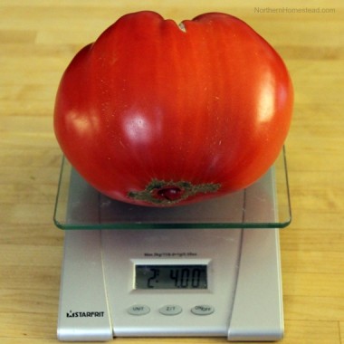 Heirloom Tomato Varieties We Grow In a Northern Garden - Northern Homestead