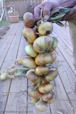 3 Great Ways to Store Onions - Northern Homestead