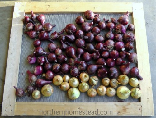 3 Great Ways to Store Onions - Northern Homestead