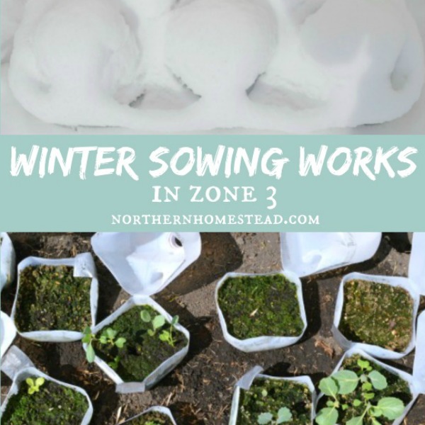 Winter Sowing Works in Zone 3 - Northern Homestead