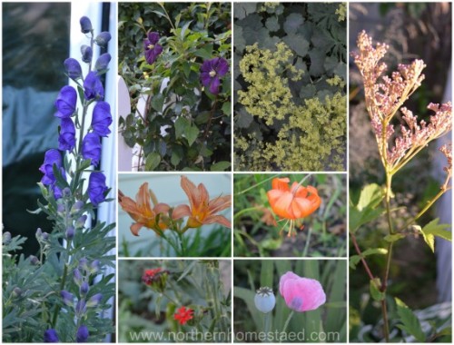 Perennial Flower Favorites in our Northern Garden - Northern Homestead