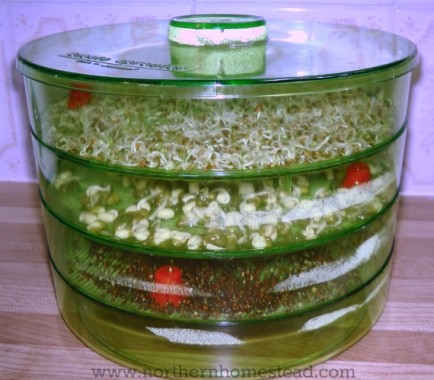 Growing Sprouts at home
