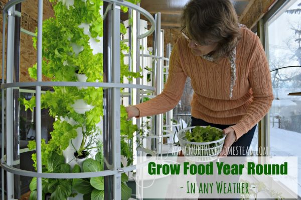 3 Reasons To Grow Your Own Salad Greens and How To Do It - Northern ...