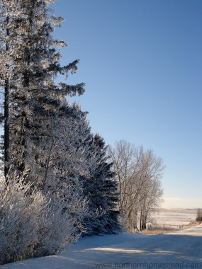 Hoar Frost and Rime Ice Beauty - Northern Homestead