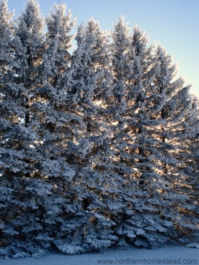 Hoar Frost and Rime Ice Beauty - Northern Homestead