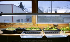 Additional light for an indoor edible window garden - Northern Homestead