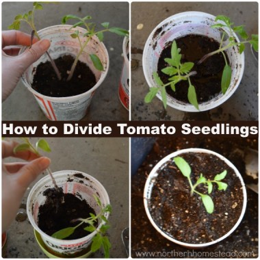 How to Deal with Multiple Seedlings in one Pot - Northern Homestead