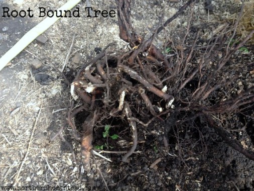 Growing Fruit Trees in Cold Climate Part 1 - Northern Homestead