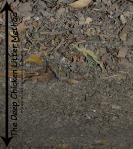 The Deep Chicken Litter Method - Northern Homestead