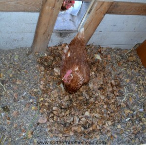 The Deep Chicken Litter Method - Northern Homestead