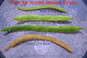 Growing Food - Scarlet Runner Beans (Recipe) - Northern Homestead