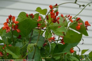 Growing Food - Scarlet Runner Beans (Recipe) - Northern Homestead
