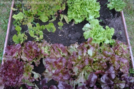 3 Reasons To Grow Your Own Salad Greens and How To Do It - Northern ...
