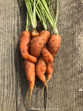 How to Grow, Care for, and Preserve Carrots - Northern Homestead