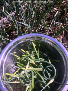 Growing Food - Garlic - Northern Homestead
