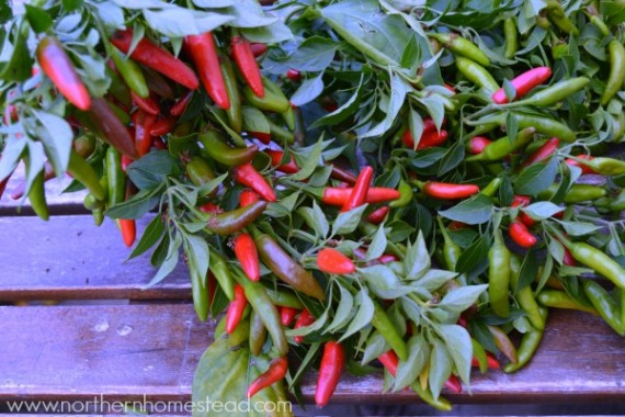 Growing Peppers in a Cold Climate - Northern Homestead
