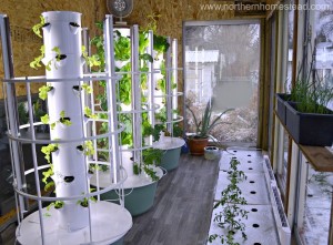 Four Season Greenhouse/Growing Room Review - Northern Homestead