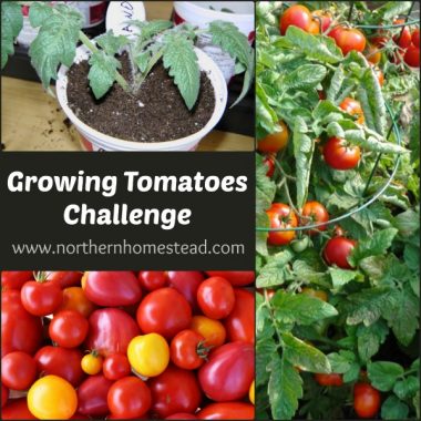 Growing Tomatoes Challenge - Get Ready - Northern Homestead