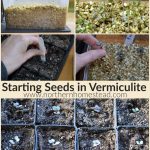 Starting Seeds in Vermiculite - Northern Homestead