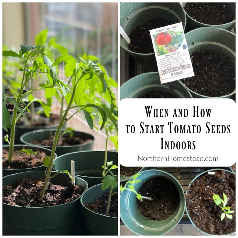 Complete Guide on How To Grow Tomatoes Indoors - Northern Homestead