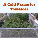 A Cold Frame For Tomatoes - Northern Homestead