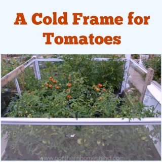 A Cold Frame For Tomatoes - Northern Homestead