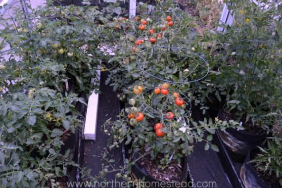 A Cold Frame For Tomatoes - Northern Homestead