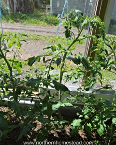 How to Support Tomato Plants - Northern Homestead