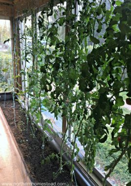 Complete Guide on How To Grow Tomatoes Indoors - Northern Homestead