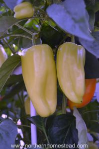 Growing Peppers in a Cold Climate - Northern Homestead
