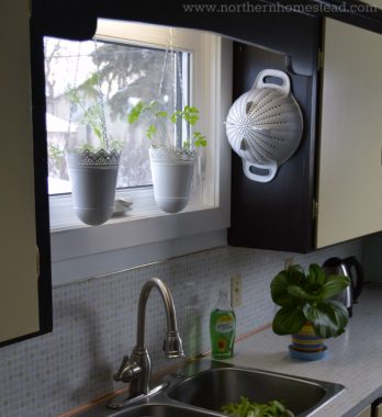 Where to grow an edible window garden - Northern Homestead