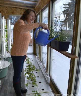 Where to grow an edible window garden - Northern Homestead