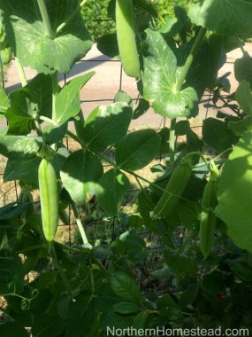 How to Grow Early Peas in an Unheated Greenhouse - Northern Homestead