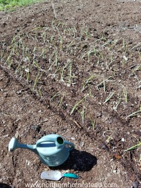 Convert a hay field into a garden - Northern Homestead
