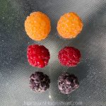 A Complete Guide to Growing Hardy Raspberries in Cold Climates ...