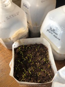 Onions 101: A Comprehensive Guide to Growing and Preserving Onions ...