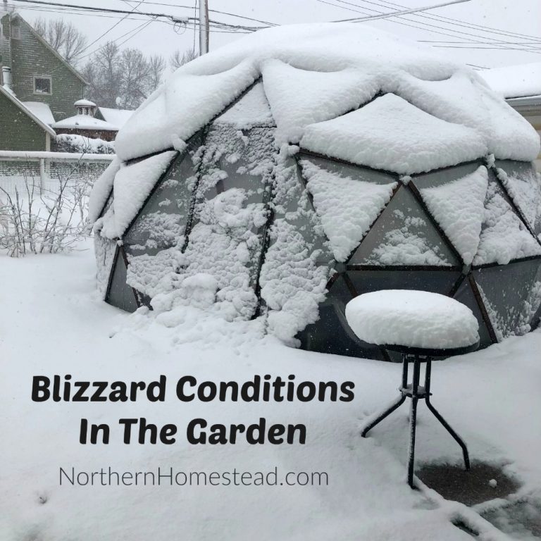 Blizzard Conditions In The Garden - Northern Homestead