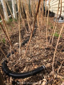A Complete Guide to Growing Hardy Raspberries in Cold Climates ...