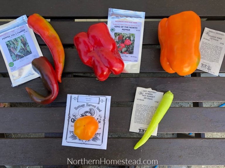 Growing Peppers in a Cold Climate - Northern Homestead