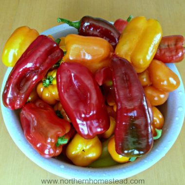 Growing Peppers in a Cold Climate - Northern Homestead