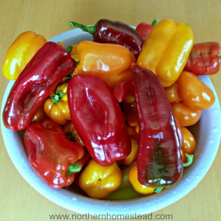 Growing Peppers in a Cold Climate - Northern Homestead