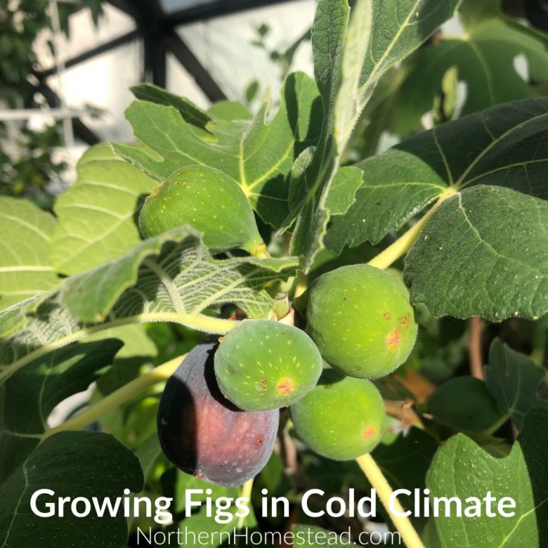 Growing Figs in Cold Climate - Northern Homestead